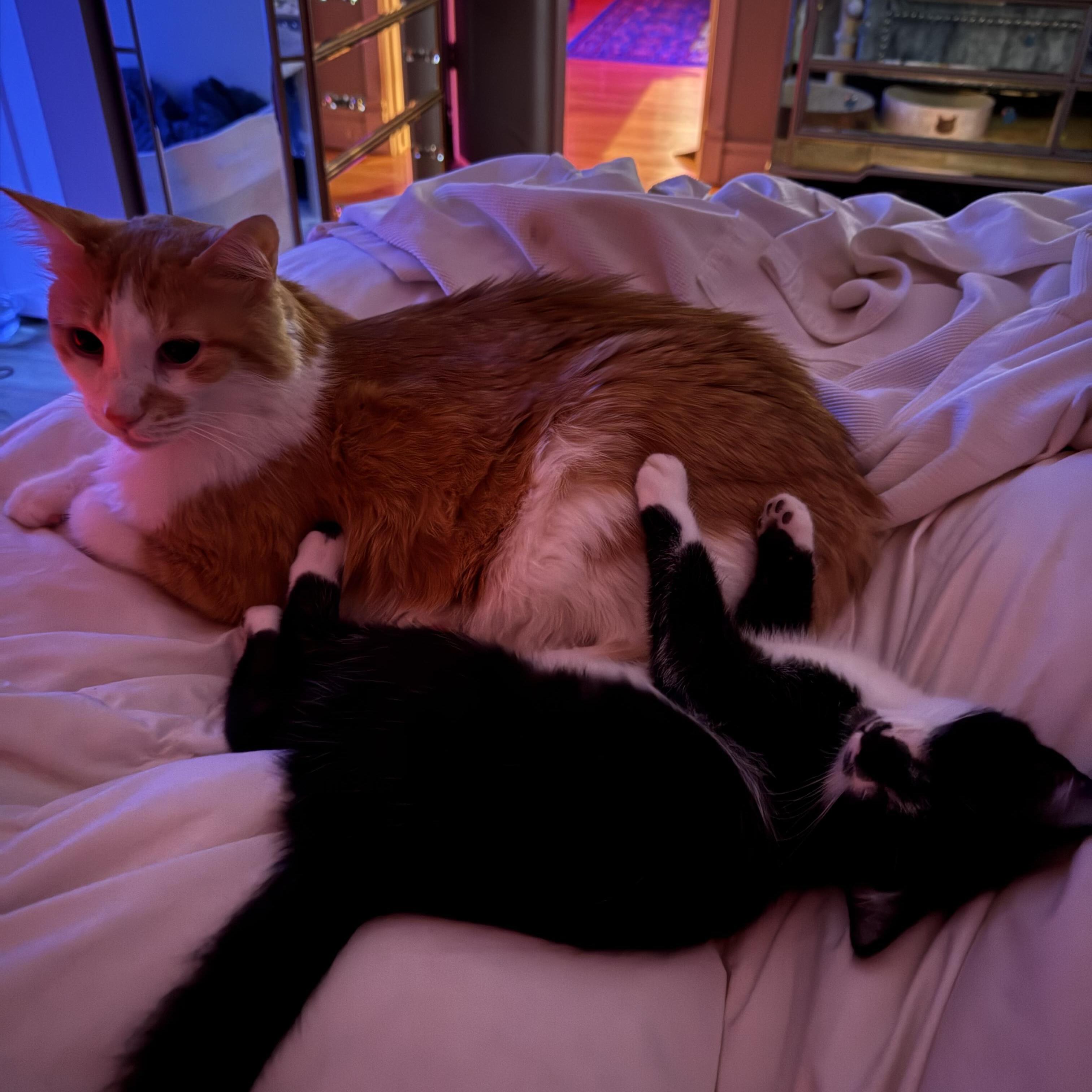 Overnight cat sitting needed. - Pet Sitter Job in Chicago, IL ...